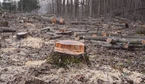 Research shows €185 Billion Flows into Deforestation | https://www ...